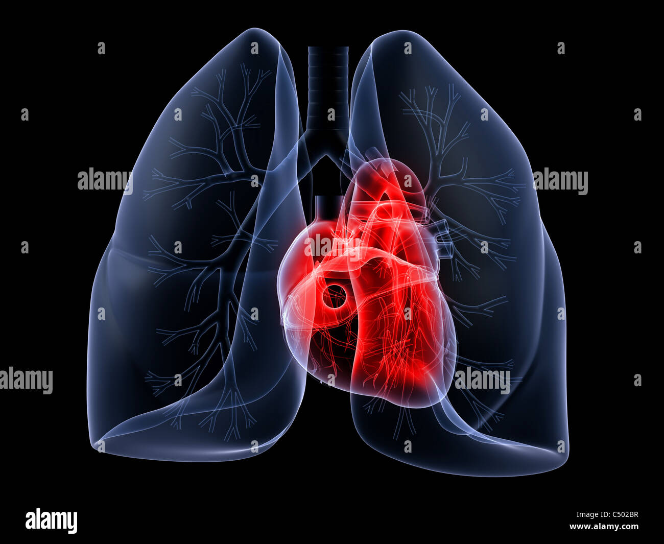 Anatomie du coeur Banque de photographies et d’images à haute ...