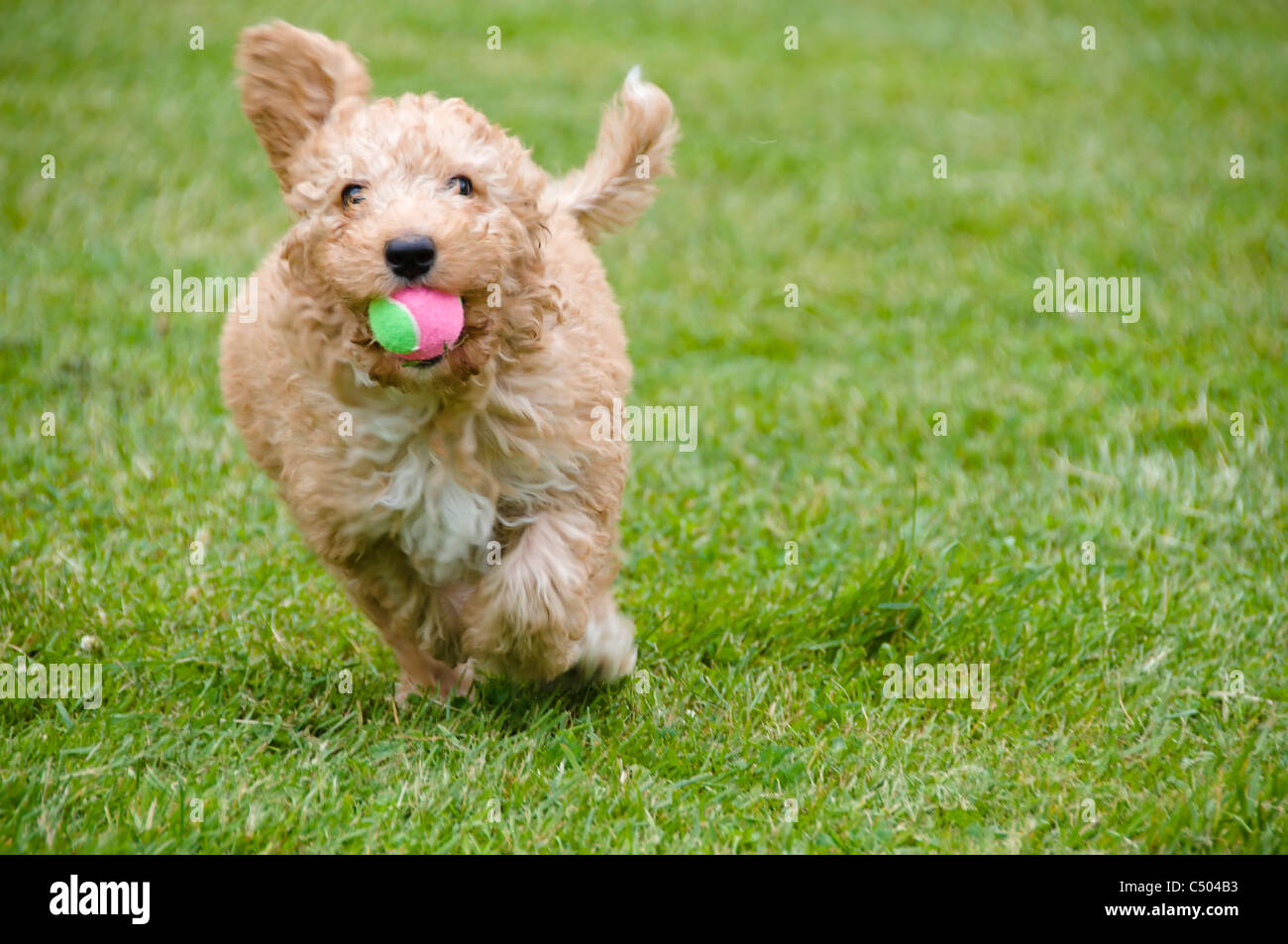 Labradoodle puppy Banque de photographies et d’images à haute ...