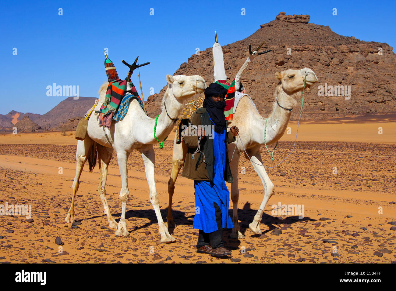 Nomade Touareg tenant par les rênes Mehari blanc des dromadaires dans ...