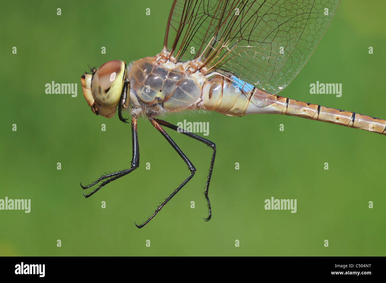 Libellule empereur bleu Banque de photographies et d’images à haute résolution - Alamy