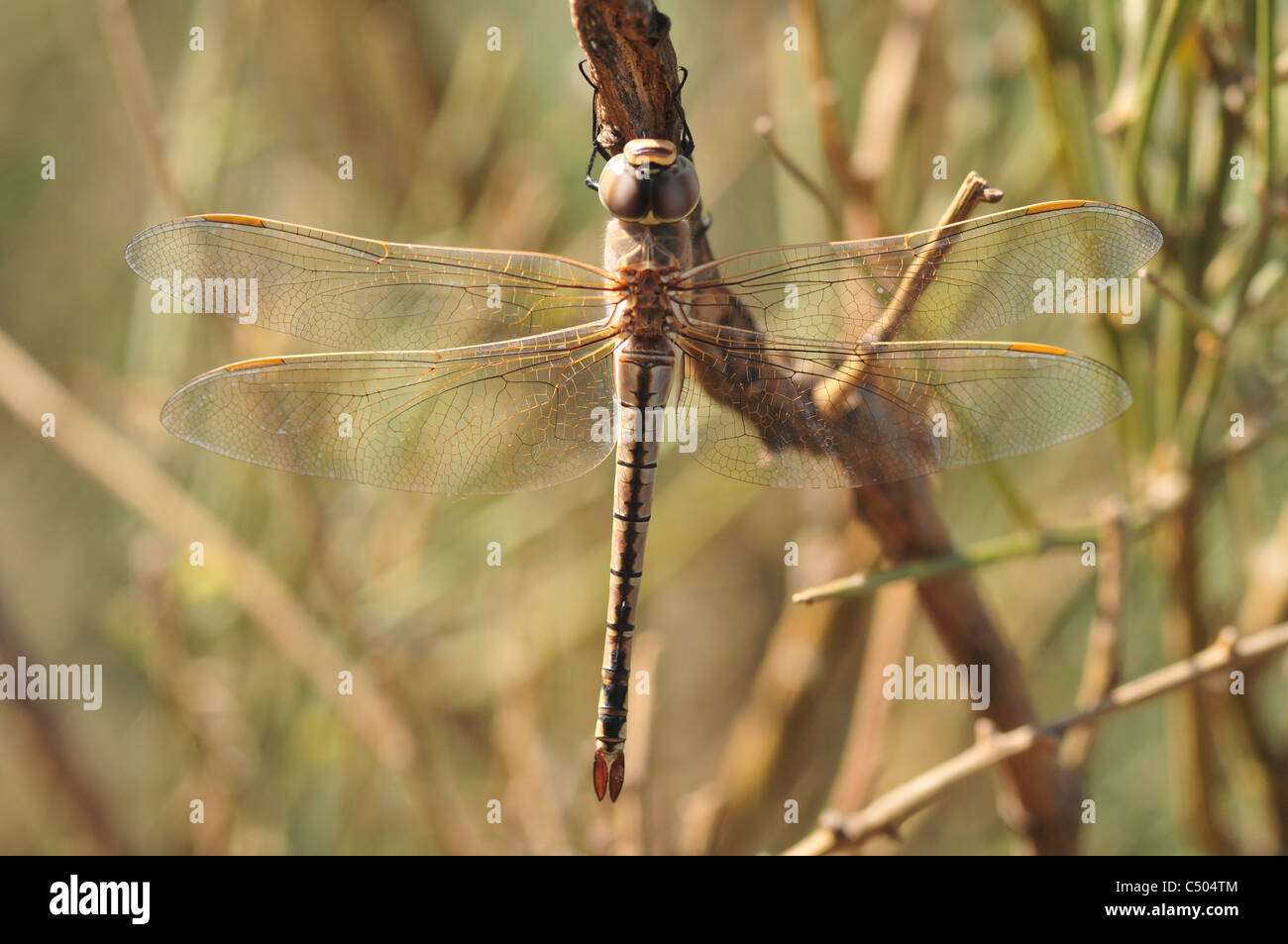 Libellule empereur bleu Banque de photographies et d’images à haute résolution - Alamy