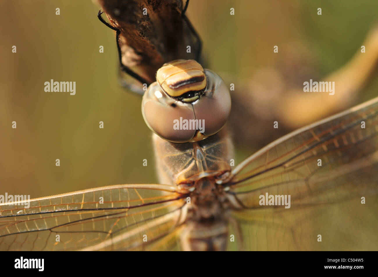 Libellule empereur bleu Banque de photographies et d’images à haute résolution - Alamy