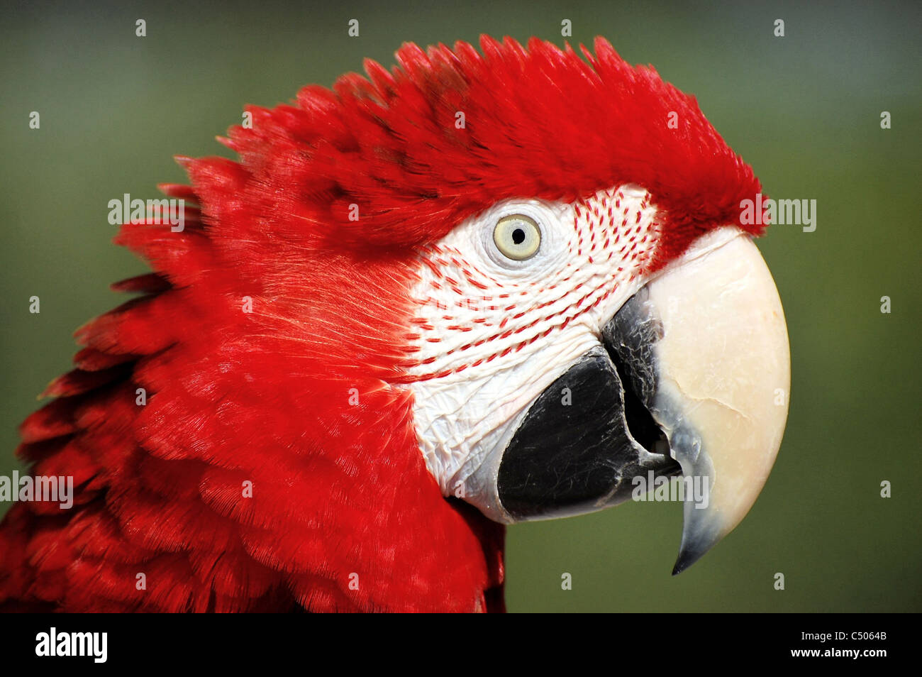 Tête rouge Banque de photographies et d’images à haute résolution - Alamy