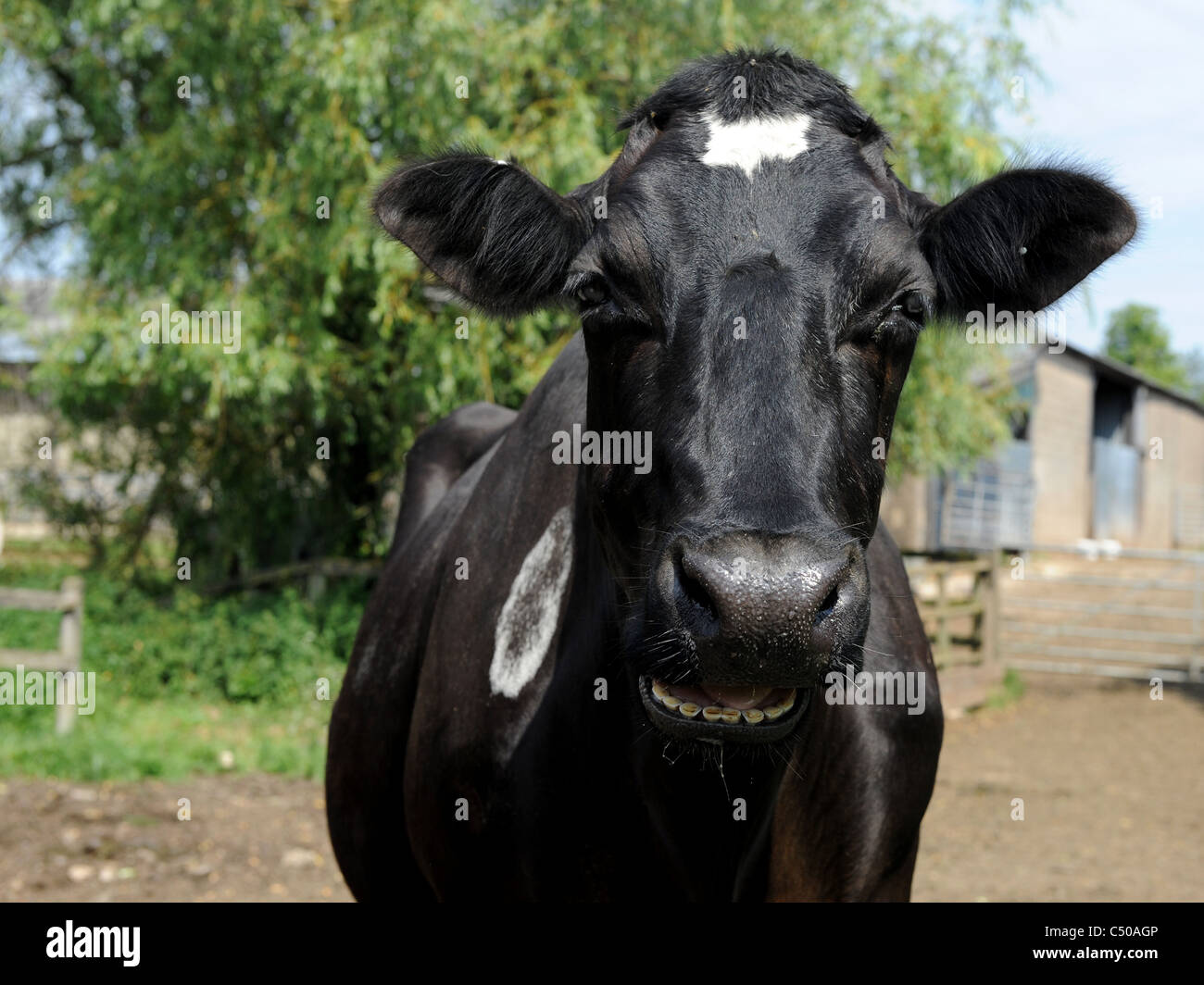 Une vache noire Banque de photographies et d’images à haute résolution ...