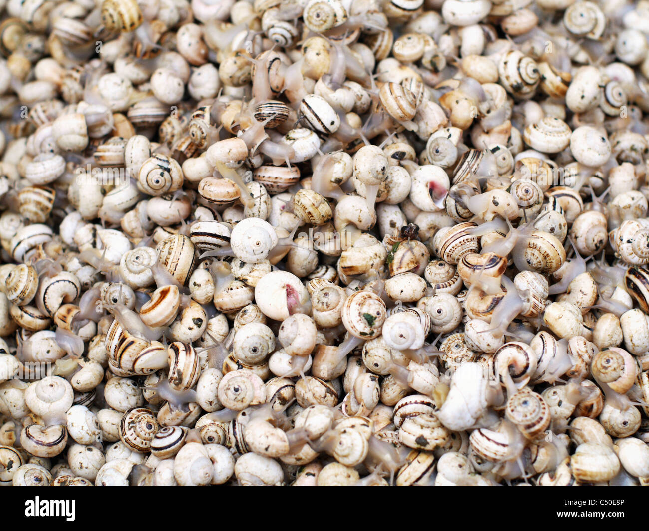 Periwinkles shells Banque de photographies et d’images à haute ...