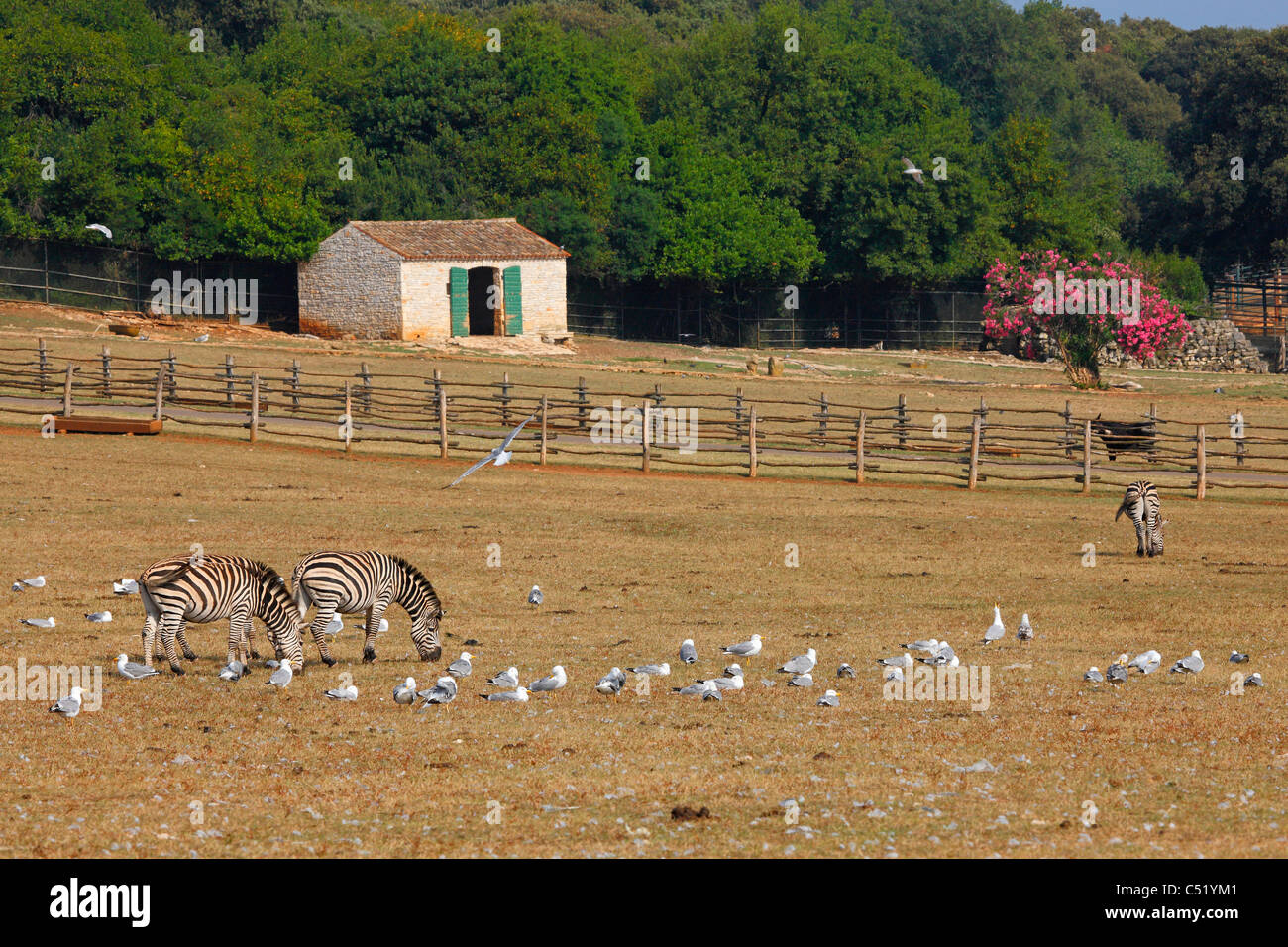 Iles brijuni Banque de photographies et d’images à haute résolution - Alamy