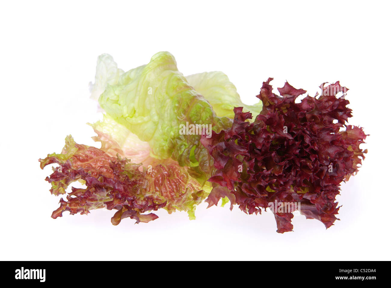Lollo rosso salat Banque de photographies et d’images à haute ...
