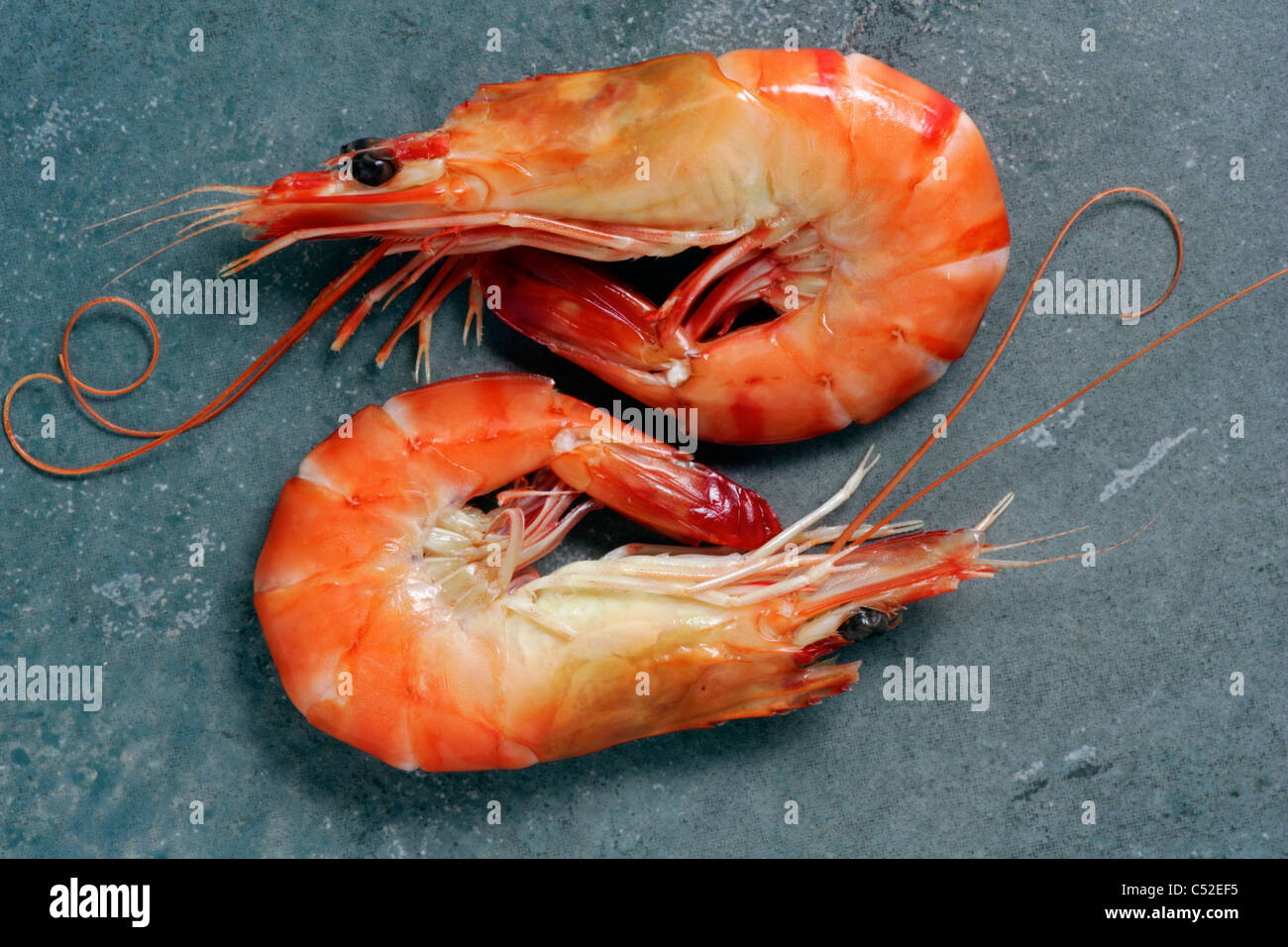 Crevettes de madagascar Banque de photographies et d’images à haute ...