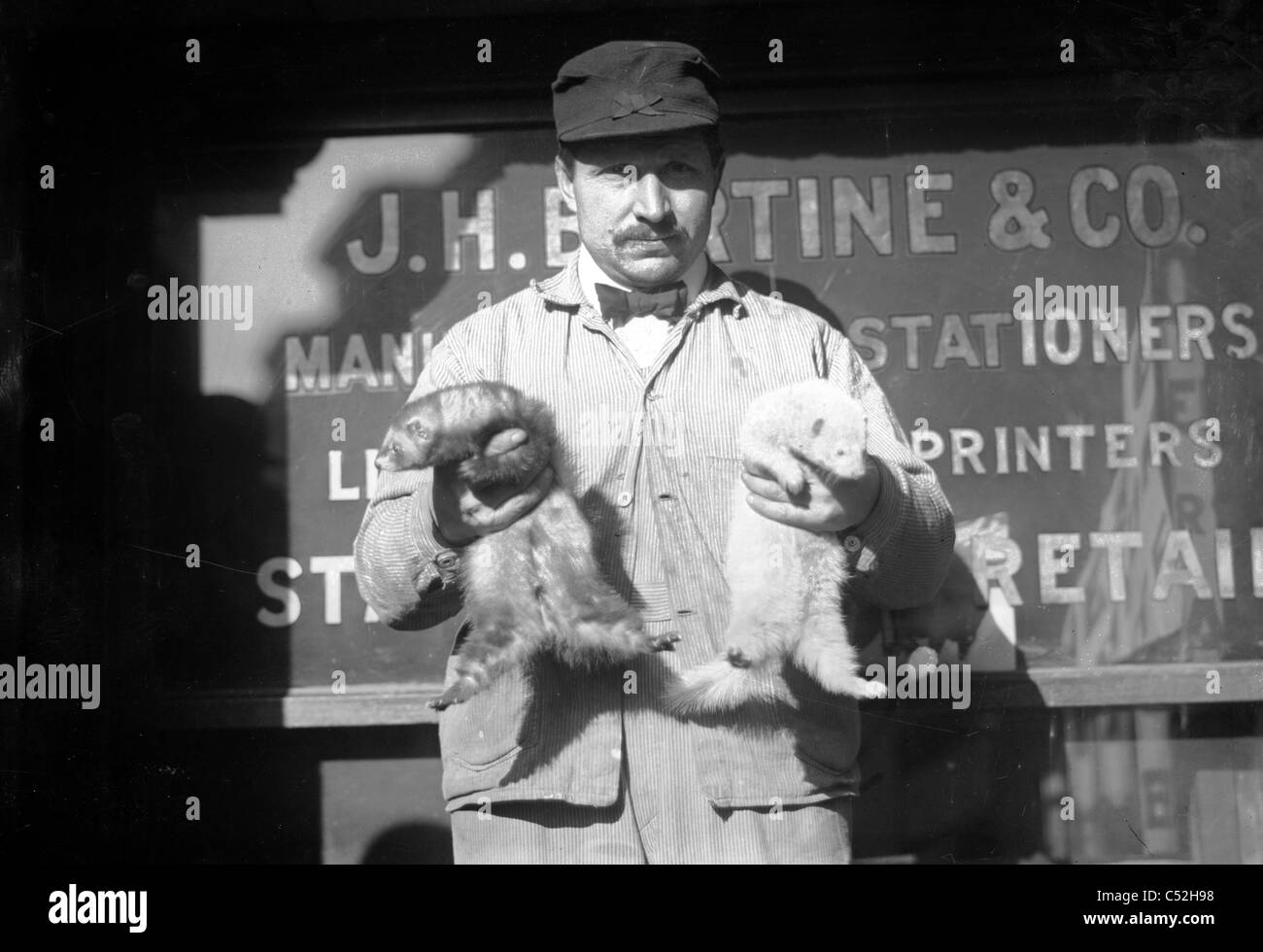 Ratier noir Banque de photographies et d’images à haute résolution - Alamy