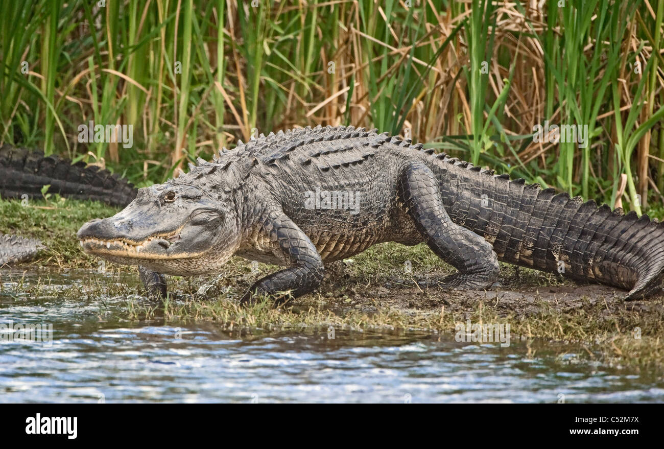 Alligator roar Banque de photographies et d’images à haute résolution ...