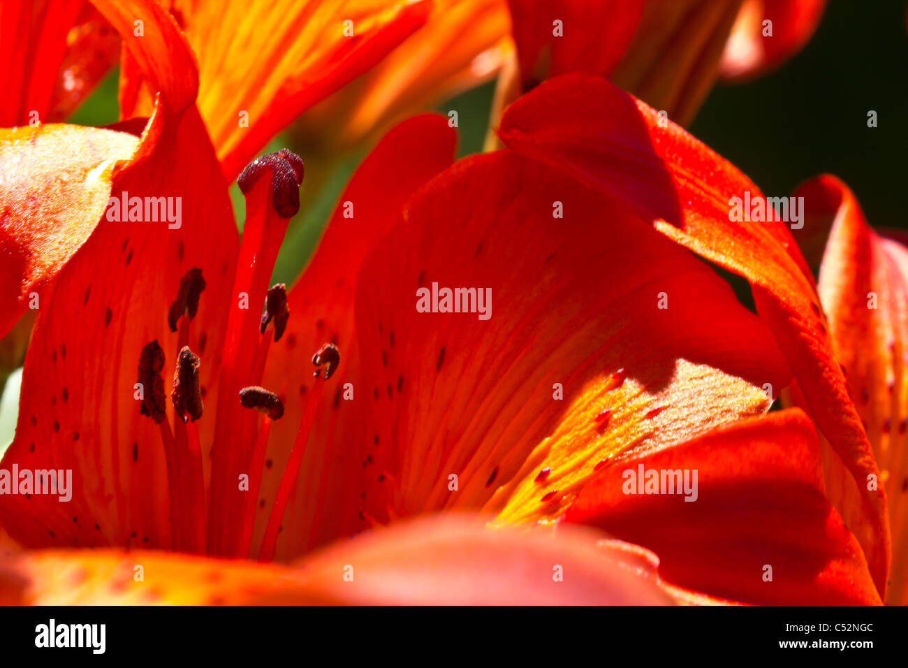 Le Pistil Banque d'image et photos - Alamy