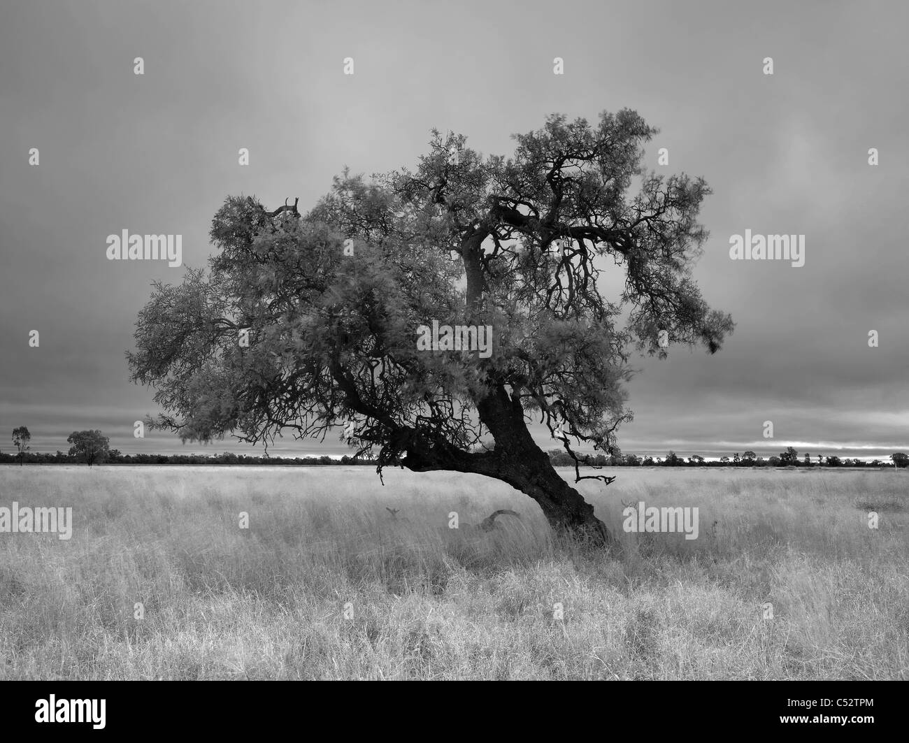 Gulargambone nsw Banque de photographies et d’images à haute résolution ...