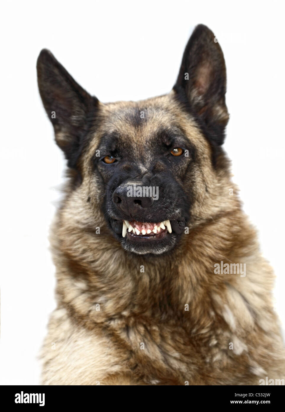 Chien de police berger allemand Banque de photographies et d’images à ...