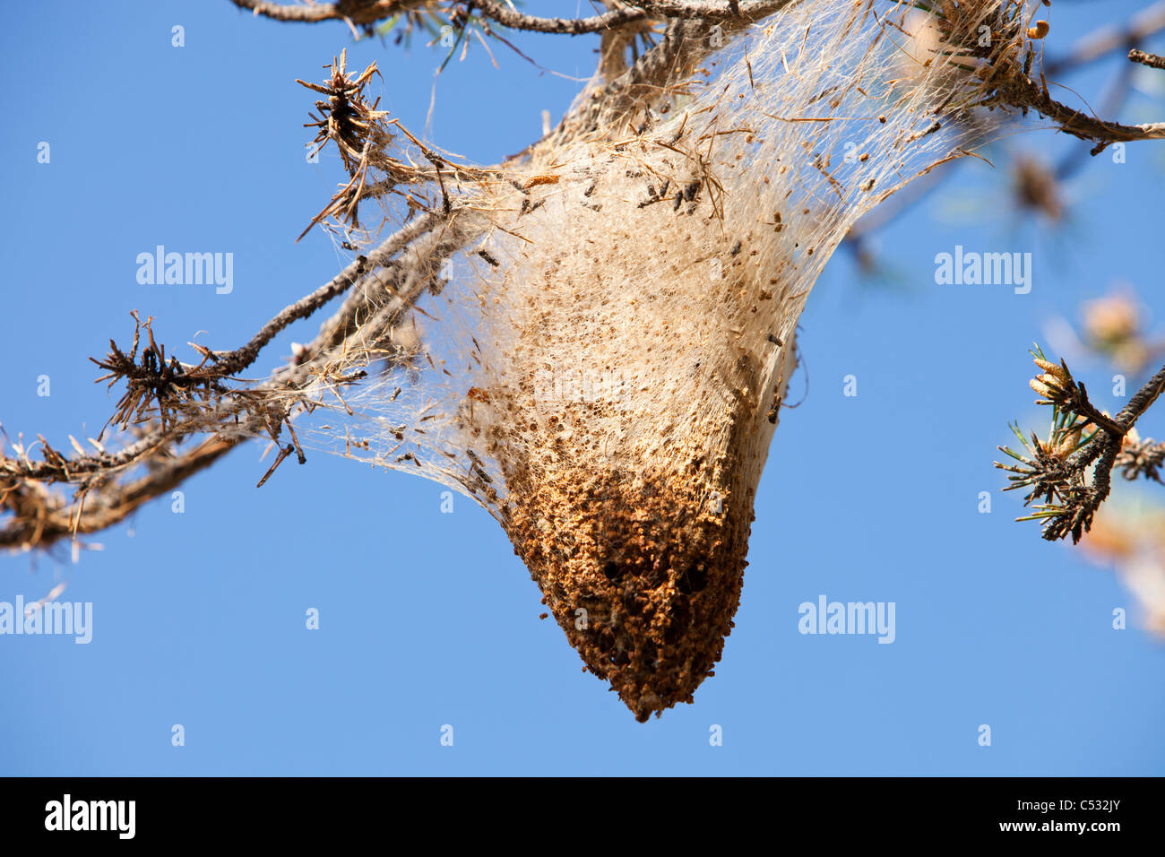 Les nids de la chenille processionnaire du pin (Thaumetopoea pityocampa ...