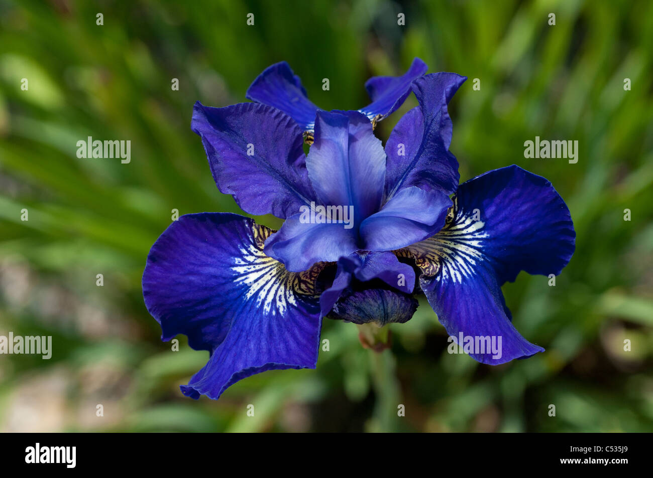 Iris bleu unique Banque de photographies et d’images à haute résolution ...