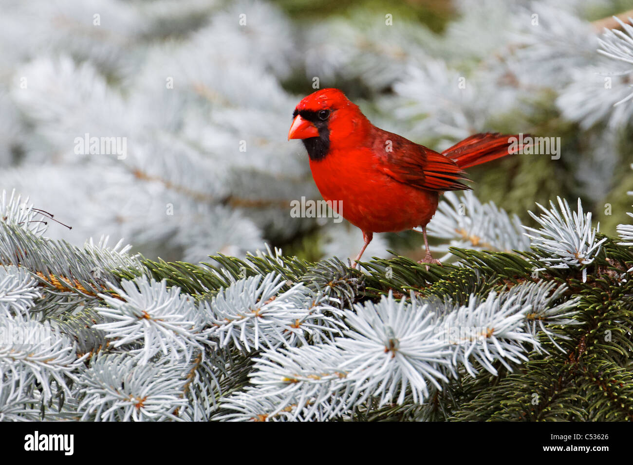 Cardinal bird Banque de photographies et d’images à haute résolution ...