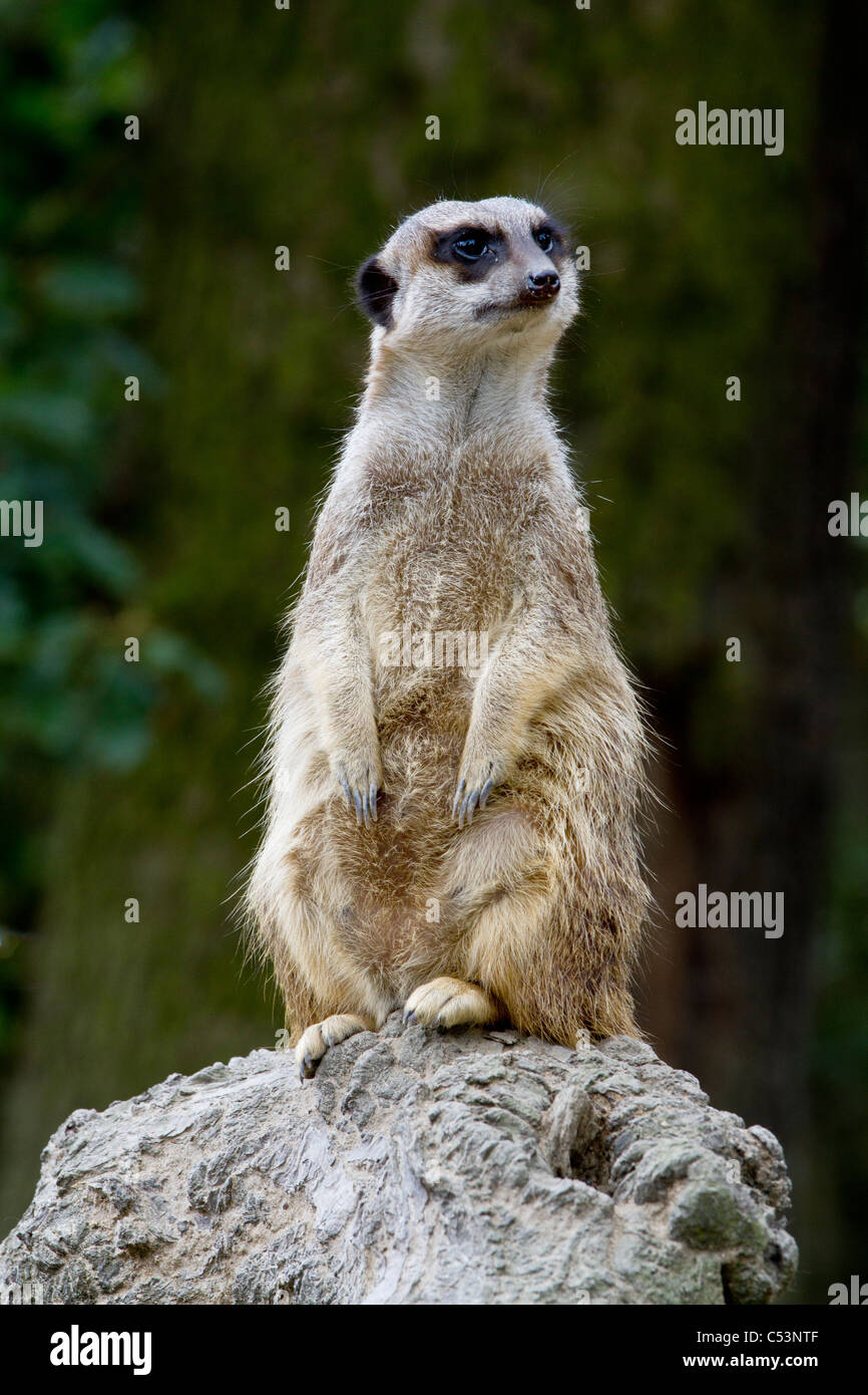 Enclos de suricate Banque de photographies et d’images à haute ...