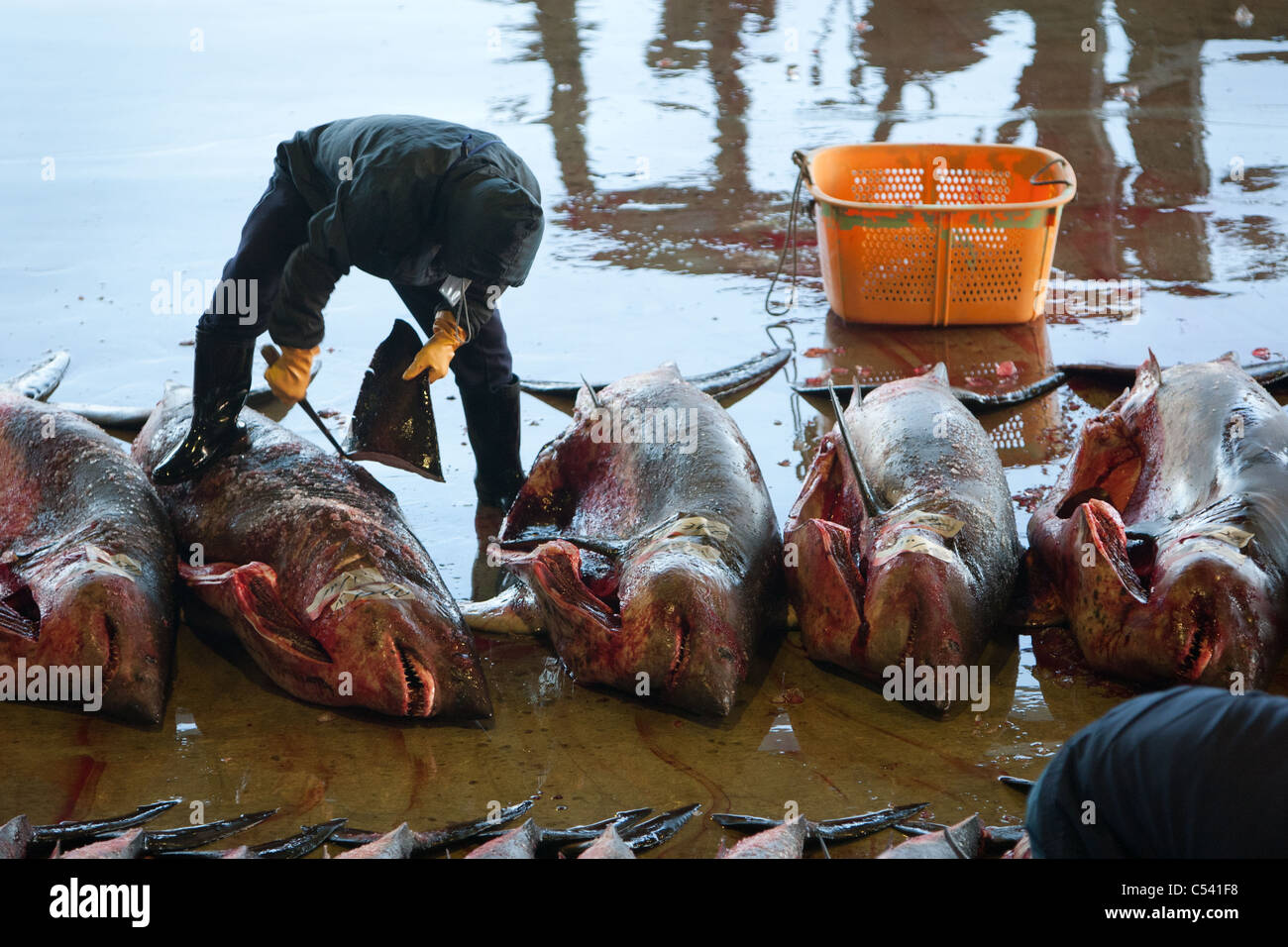 Les requins sont alignés, les ailerons et les coeurs ont et vendus aux ...