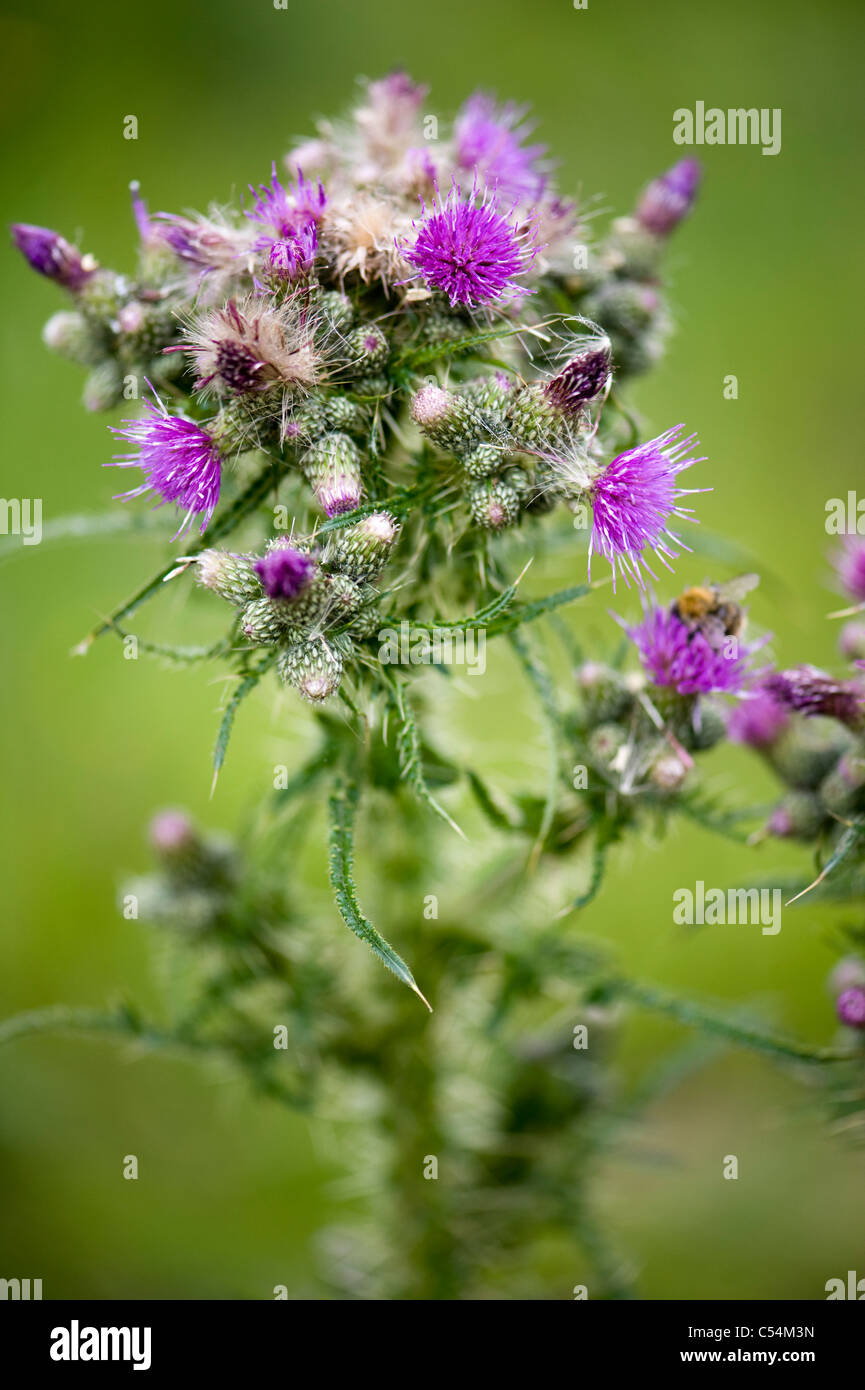 Chardon des champs cirsium arvense Banque de photographies et d’images ...