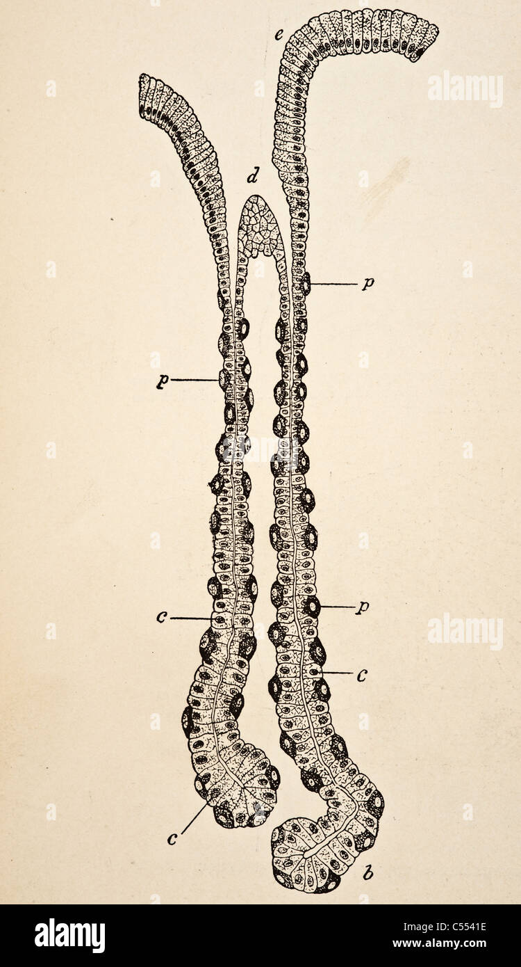 Muqueuse du colon Banque de photographies et d’images à haute ...