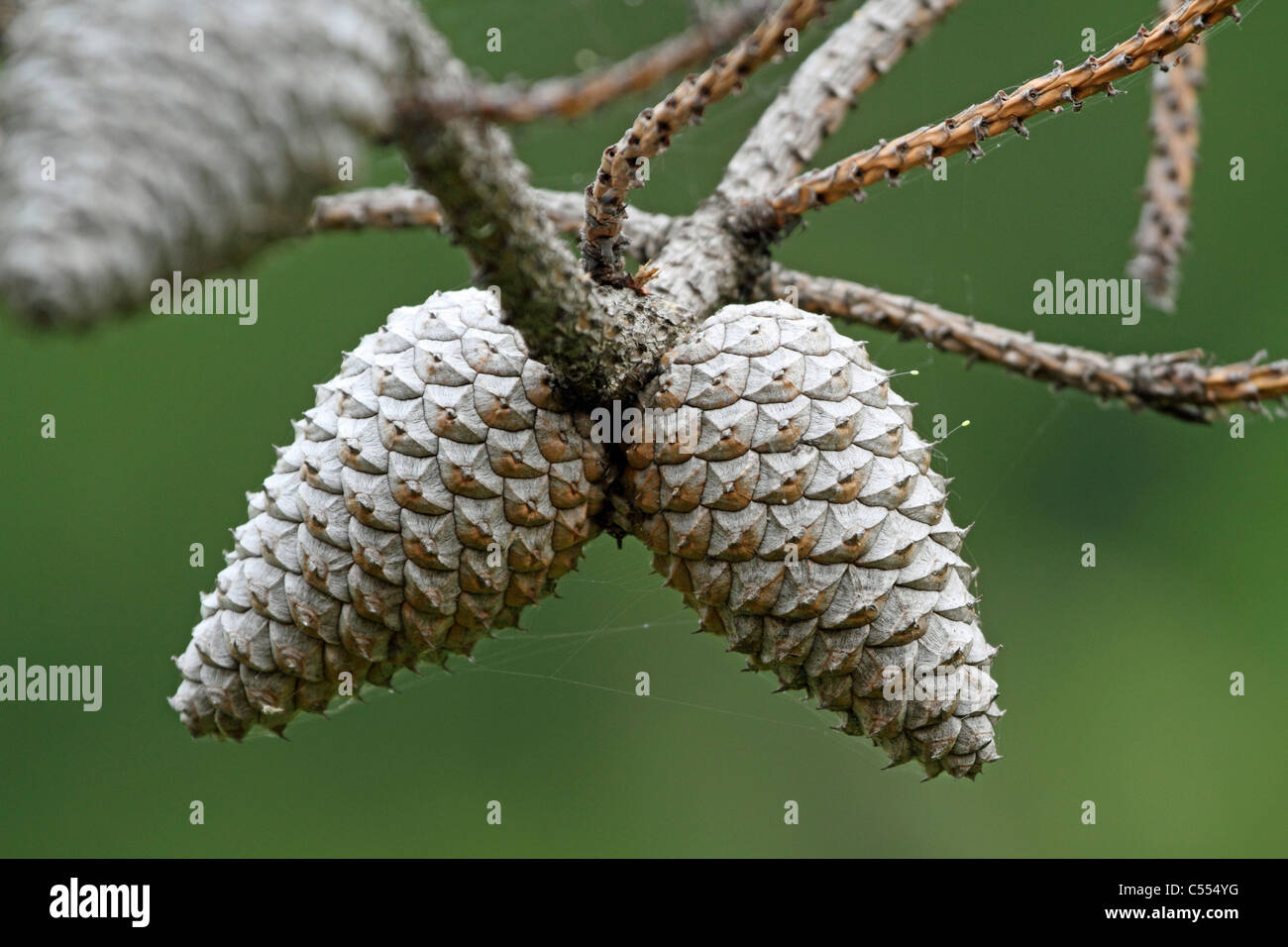 Pitch pine pinus rigida cones Banque de photographies et d’images à ...