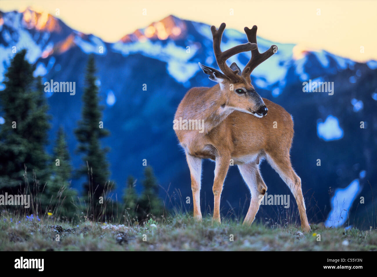 Le cerf mulet (Odocoileus hemionus) debout dans un champ, Olympic ...