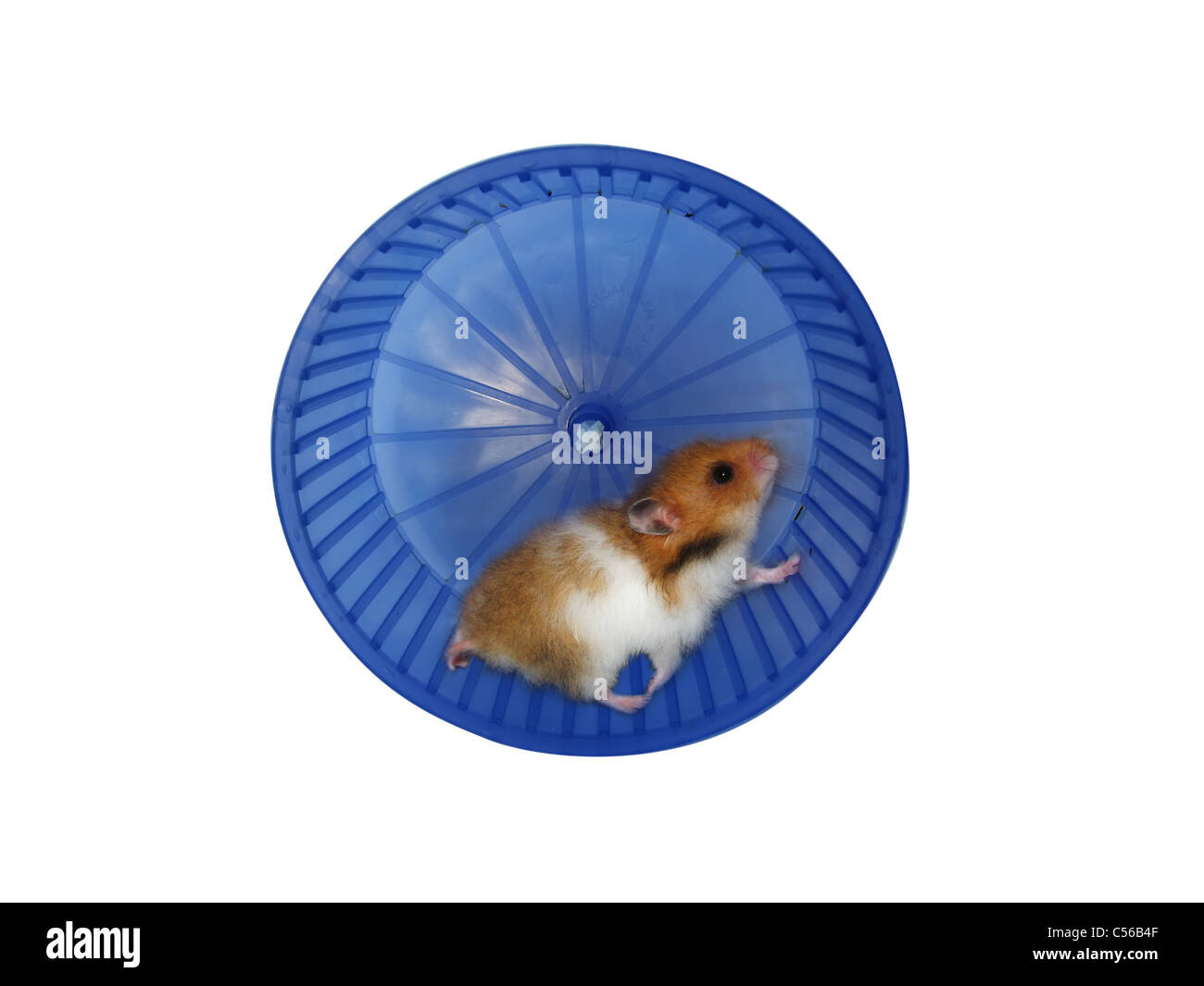 Roue hamster Banque de photographies et d’images à haute résolution - Alamy