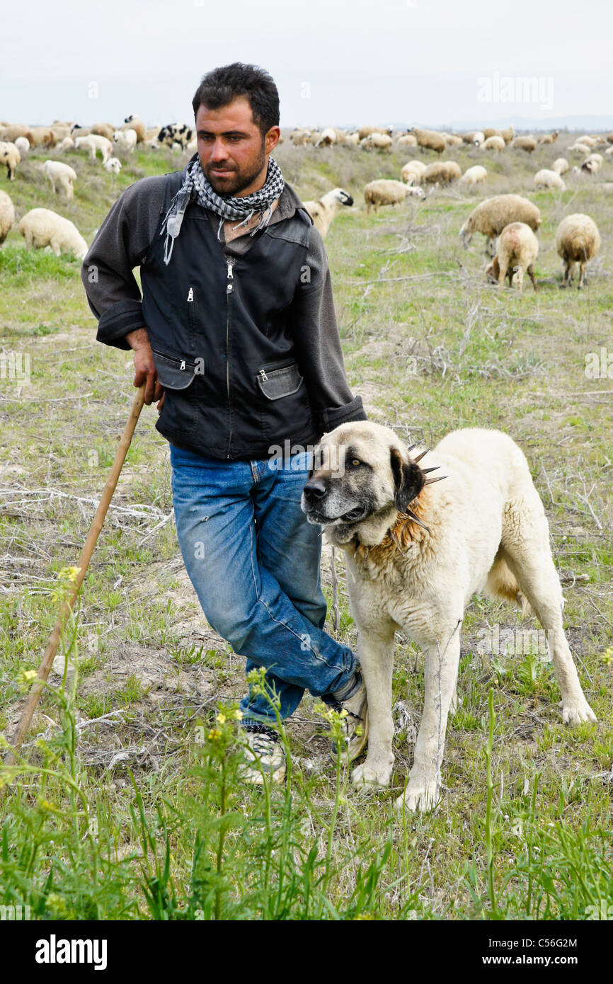 Berger et chien de garde avec troupeau de moutons, Anatolie, Turquie ...