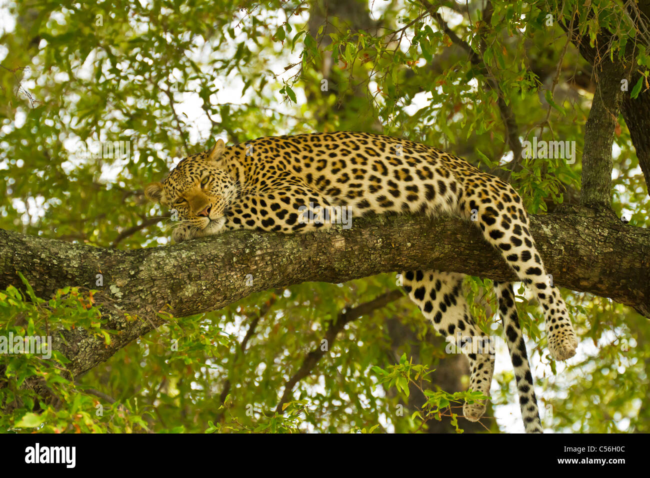 Leopard sleeping in a tree Banque de photographies et d’images à haute ...