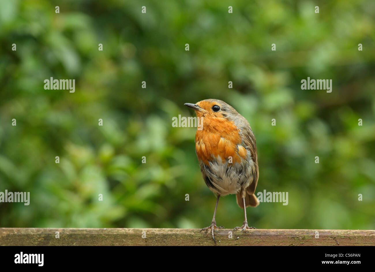 Banc de nidification Banque de photographies et d’images à haute ...