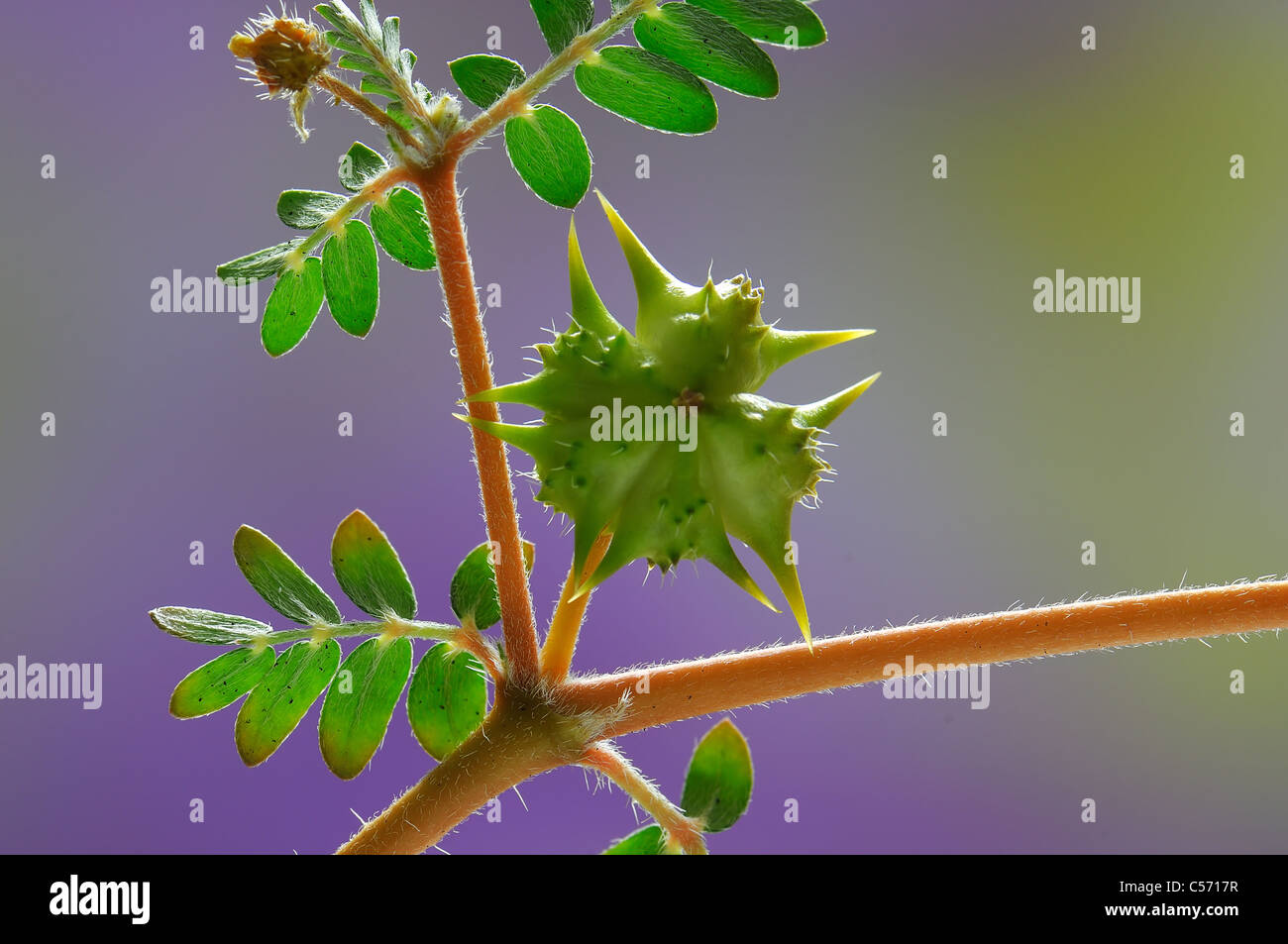 Tribulus terrestris Banque de photographies et d’images à haute ...