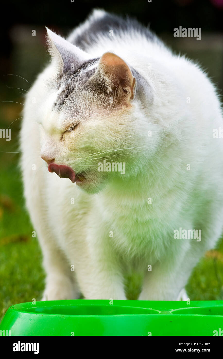 Le chat mange Banque de photographies et d’images à haute résolution ...