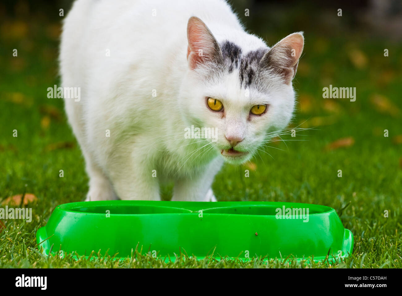 Le chat mange Banque de photographies et d’images à haute résolution ...