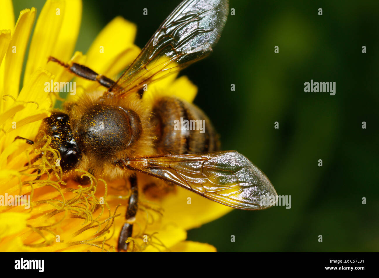 Abeille miel Banque de photographies et d’images à haute résolution - Alamy