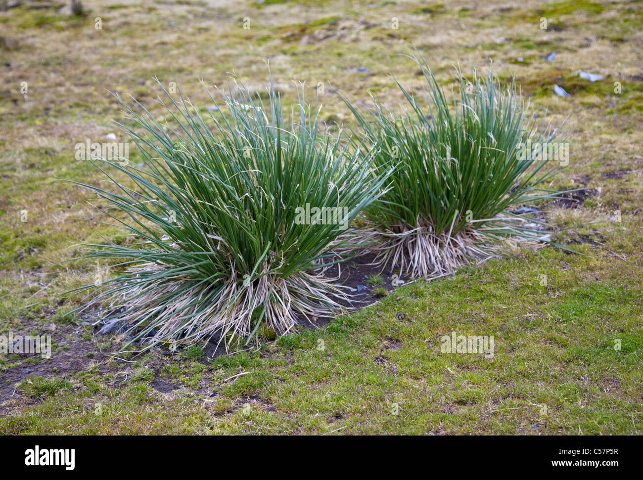 Tussocks of grass Banque de photographies et d’images à haute ...