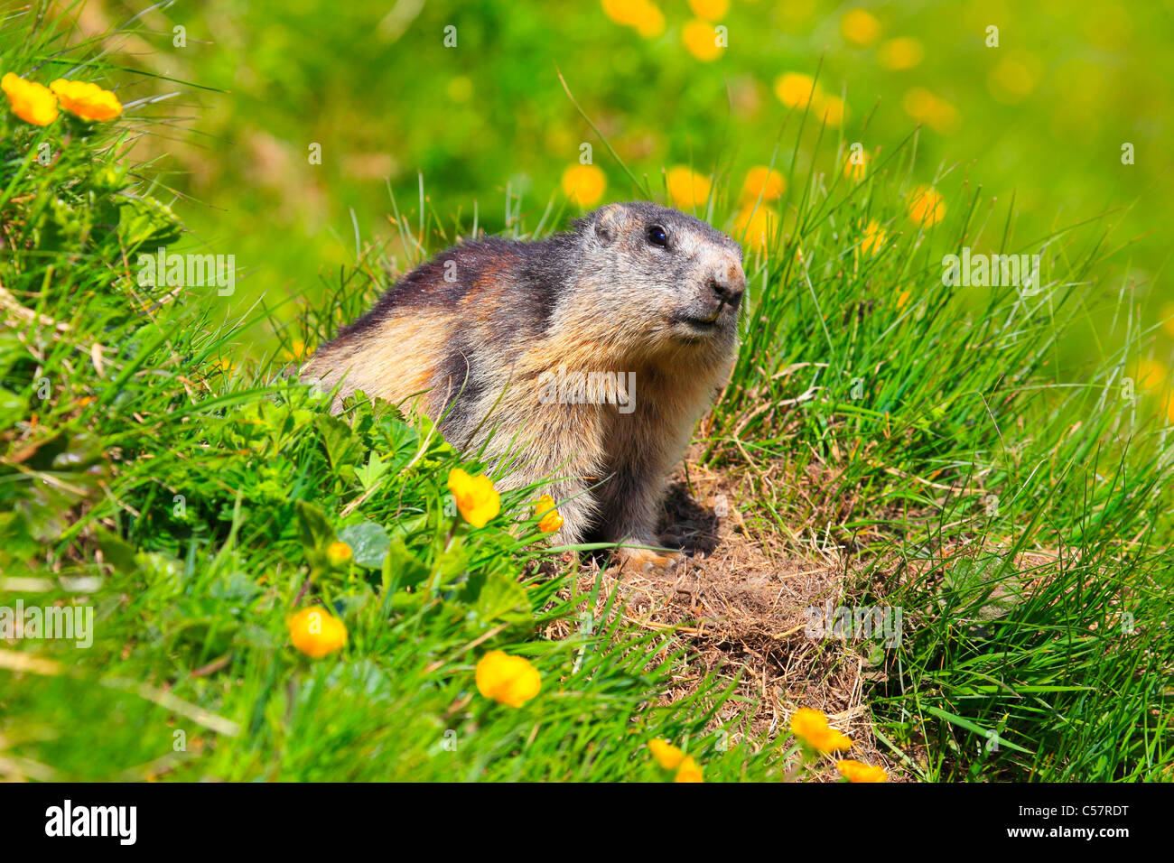 1, les Alpes, la marmotte, marmotte, la faune alpine, la flore alpine ...