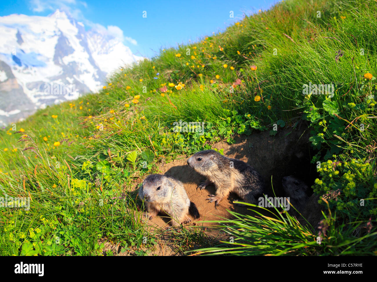 3, les Alpes, la marmotte, marmotte, la faune alpine, Alpine, panorama ...