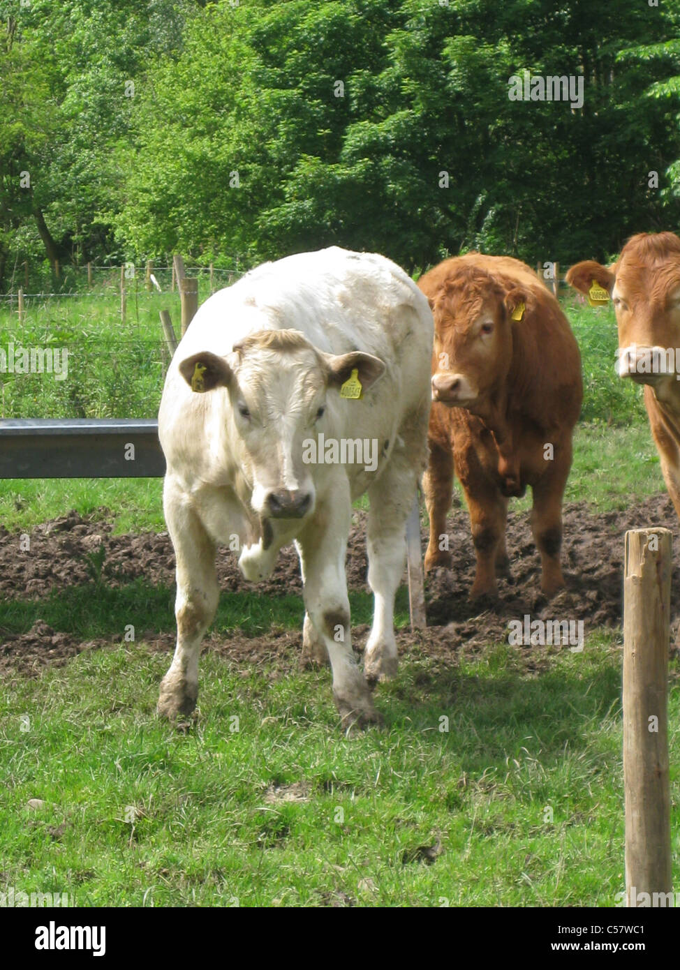 Angry cow Banque de photographies et d’images à haute résolution - Alamy