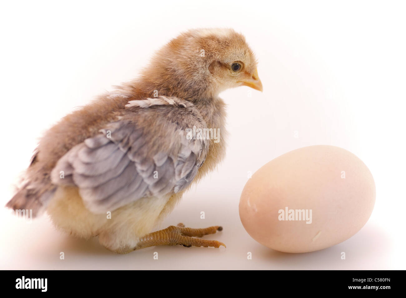 Cream legbar chick Banque de photographies et d’images à haute ...