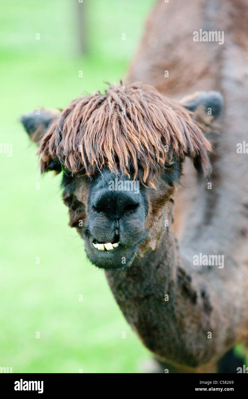 Goofy llama Banque de photographies et d’images à haute résolution - Alamy