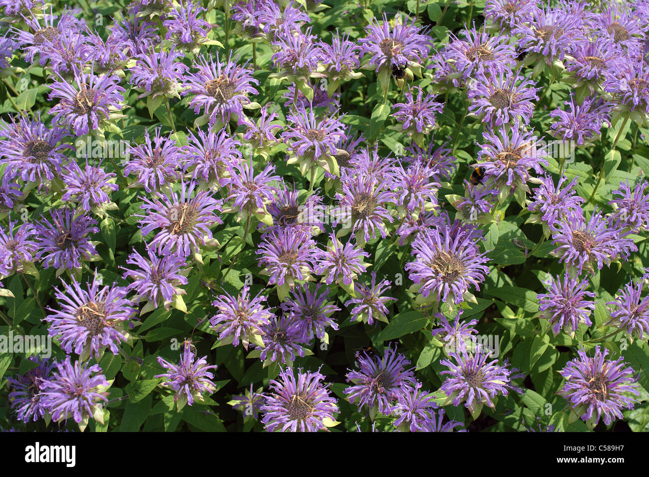 Fleurs de monarde Banque de photographies et d’images à haute ...