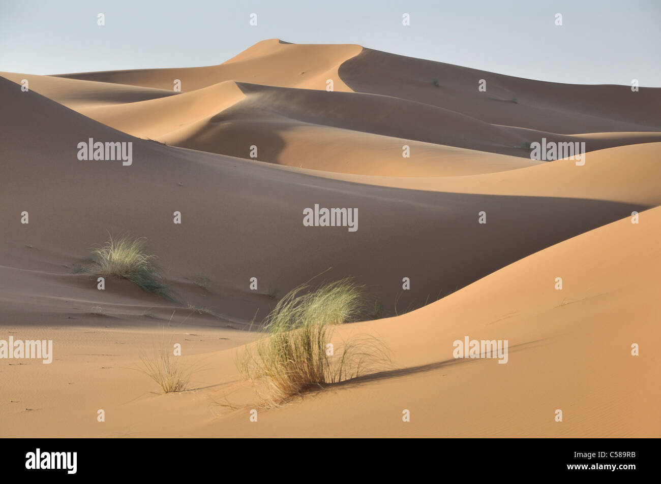L'Afrique, Maroc, Maghreb, Afrique du Nord, les dunes de l'erg Chebbi ...