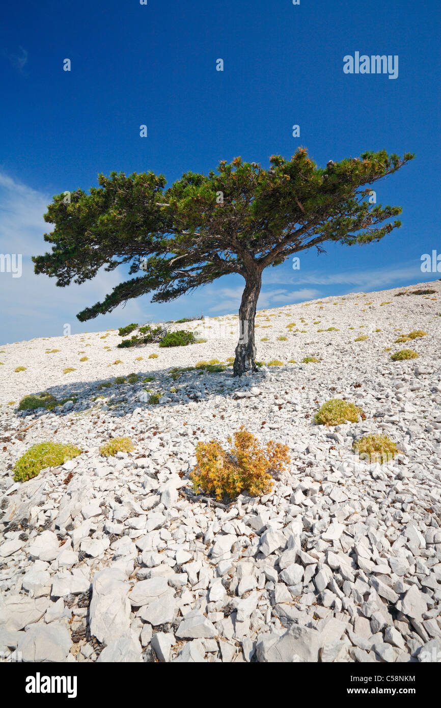 Paysage colline rock arbre ciel Banque de photographies et d’images à ...