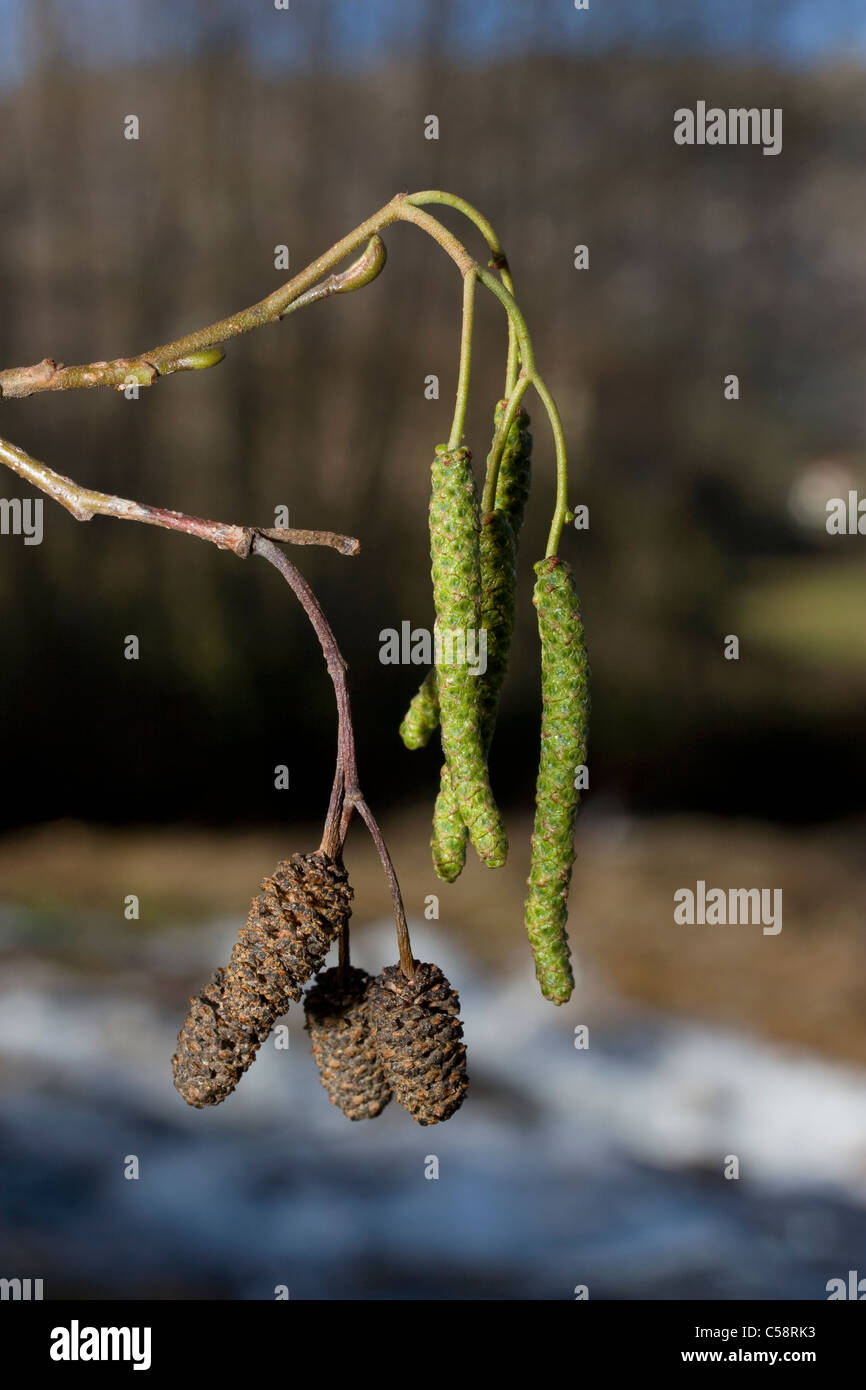 L'aulne noir, aulne européen commun ou de l'aulne (Alnus glutinosa ...