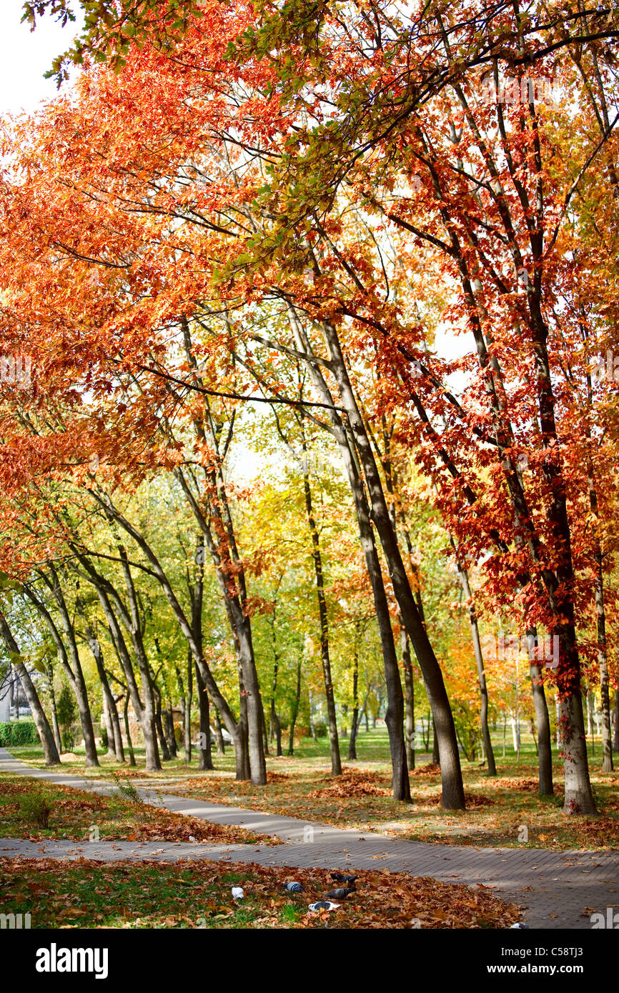 Automne arbre Banque de photographies et d’images à haute résolution ...
