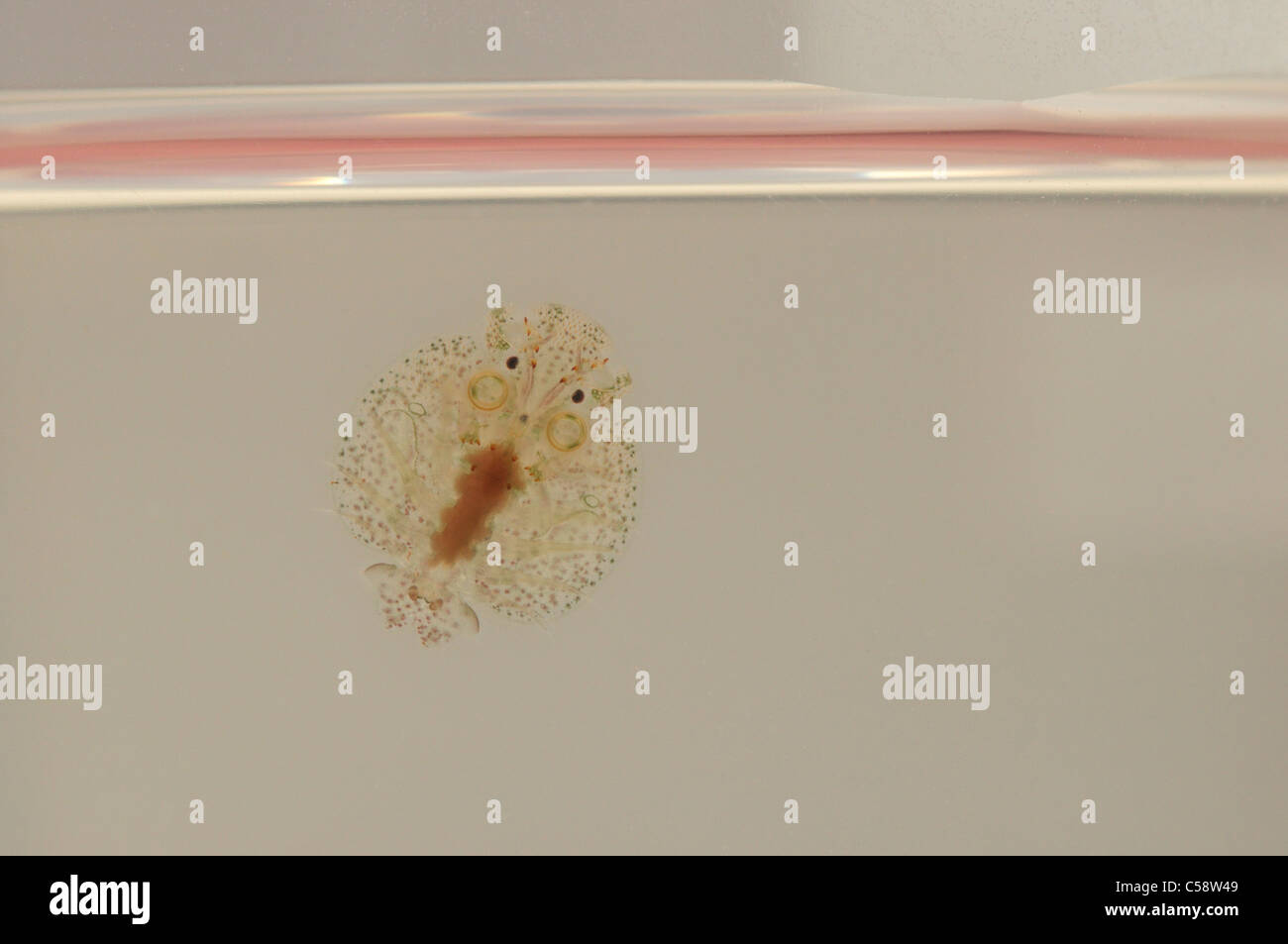 Argulus sp Banque de photographies et d’images à haute résolution - Alamy