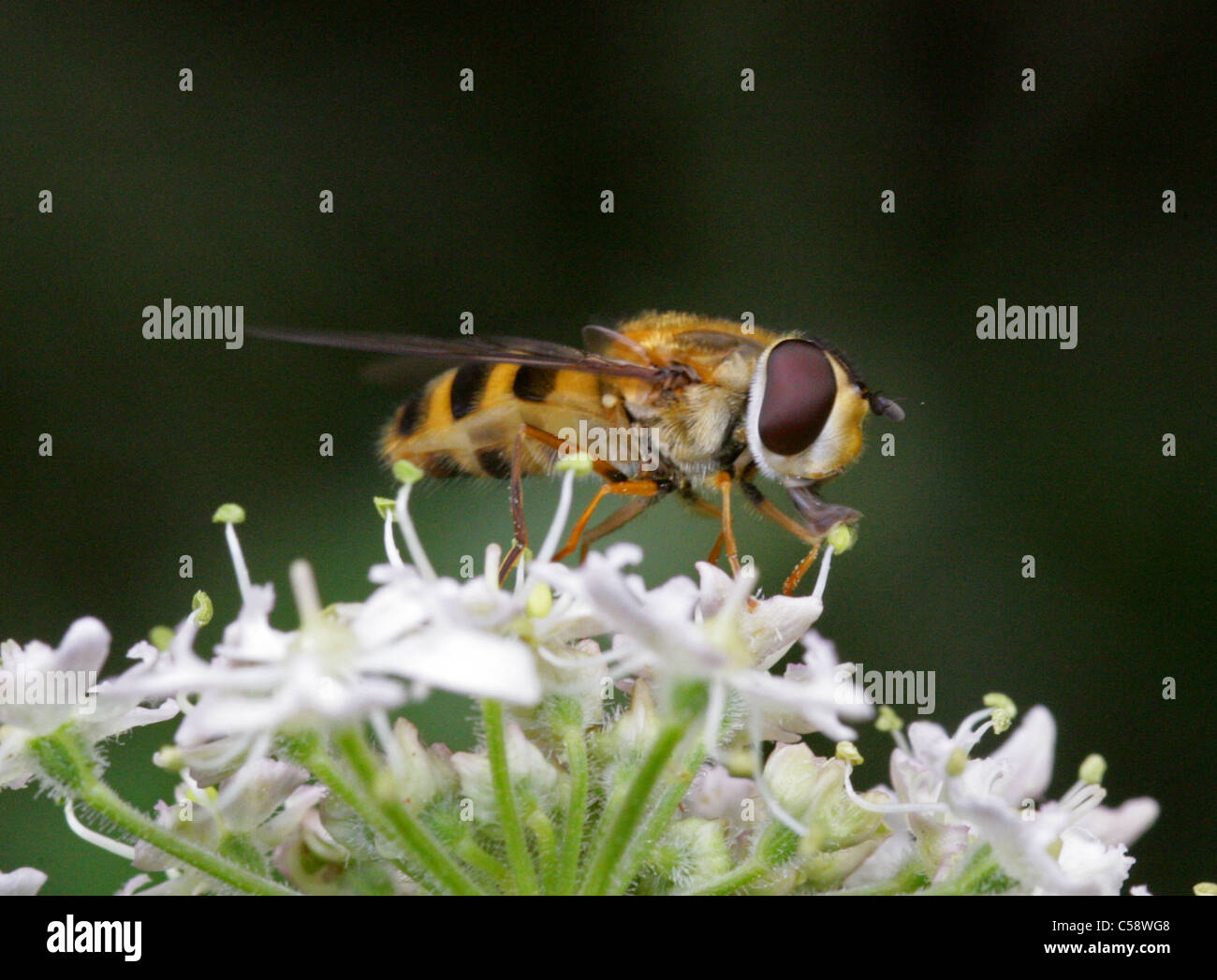 Syrphus ribesii female Banque de photographies et d’images à haute ...