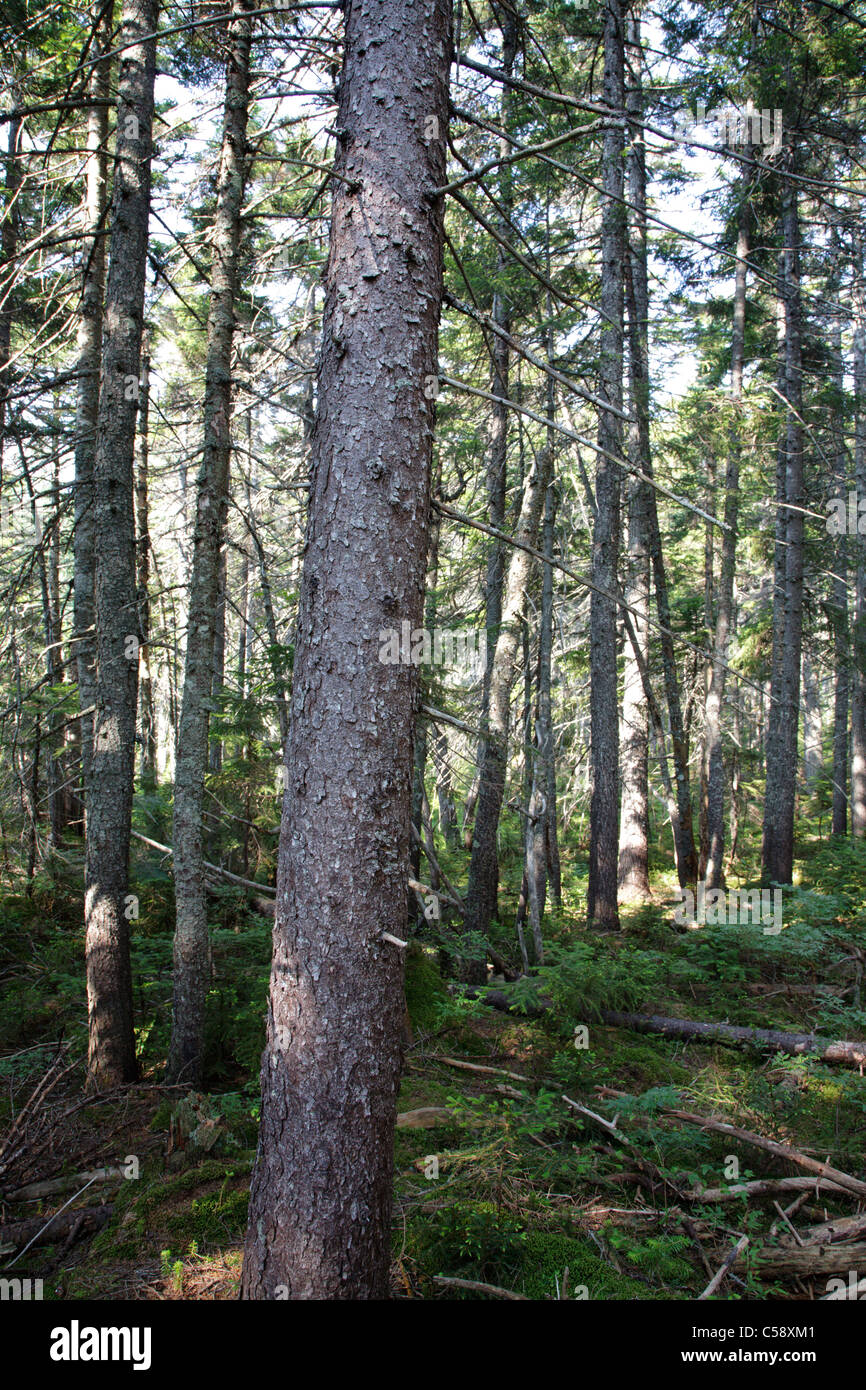Nancy Brook Scenic Area - en forêt dans la White Mountain National ...
