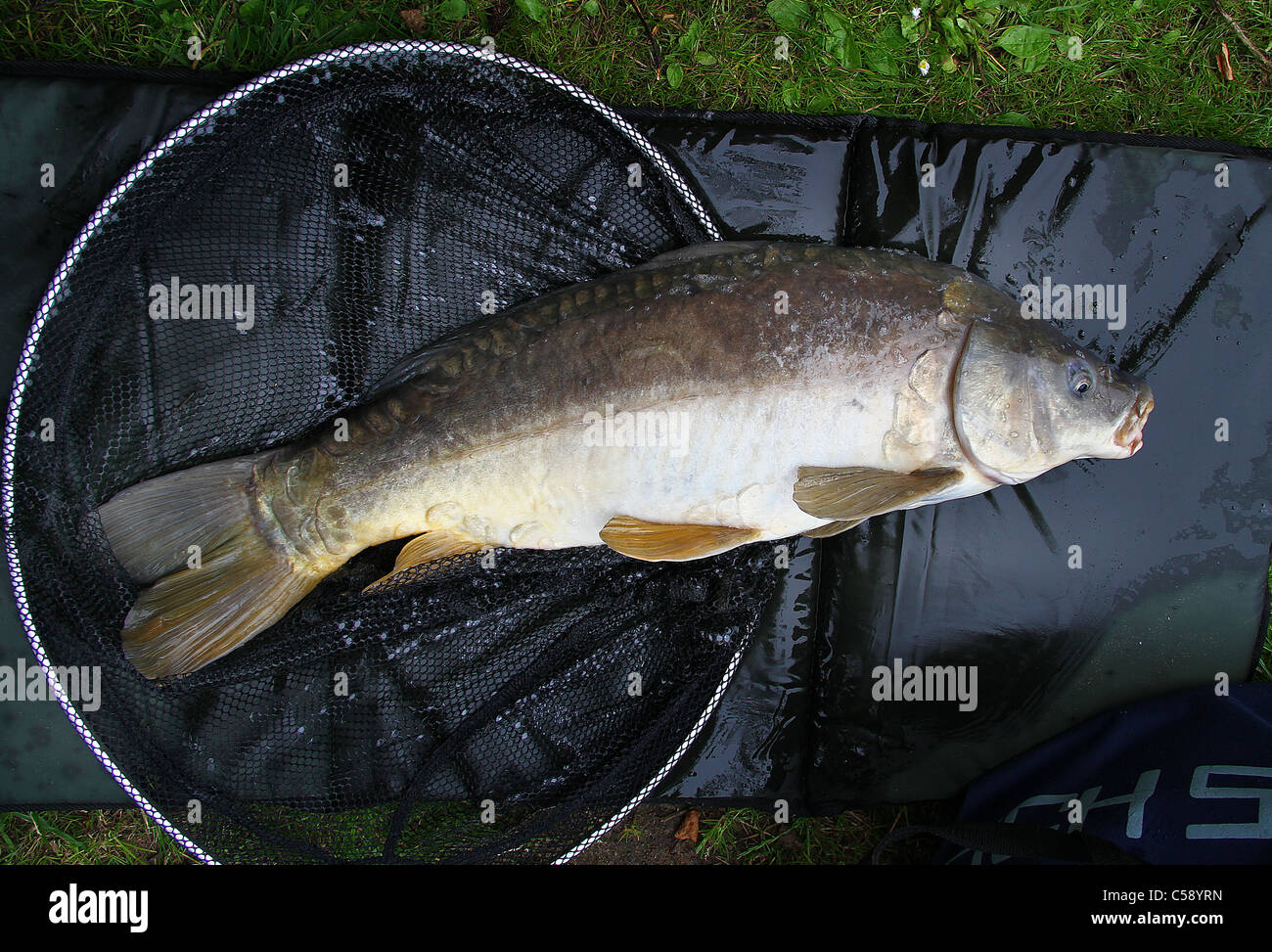 Carpe miroir Banque de photographies et d’images à haute résolution - Alamy