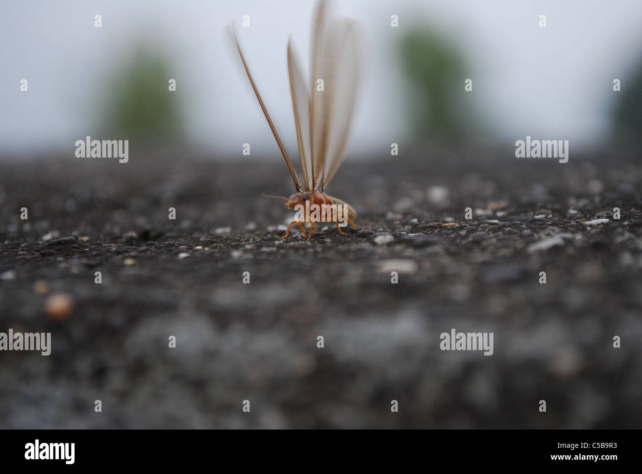 Fourmi blanche Banque de photographies et d’images à haute résolution ...